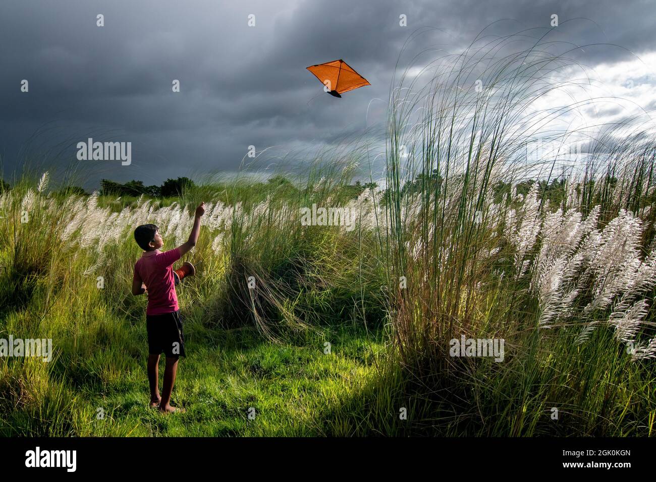 Kash flower hi-res stock photography and images - Alamy