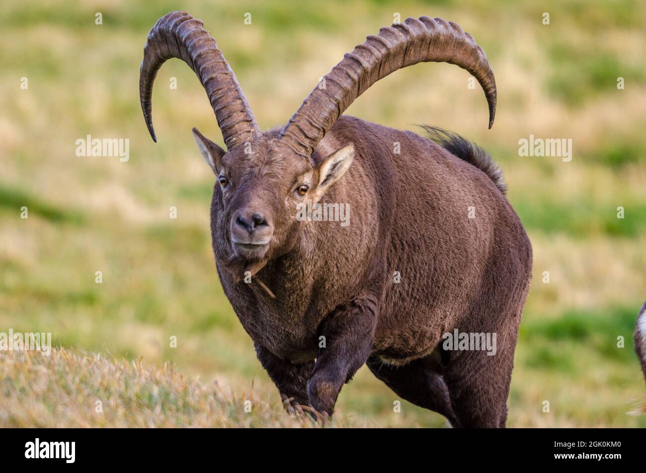 Alpine ibex (Capra ibex), a big male in a pasture Stock Photo - Alamy
