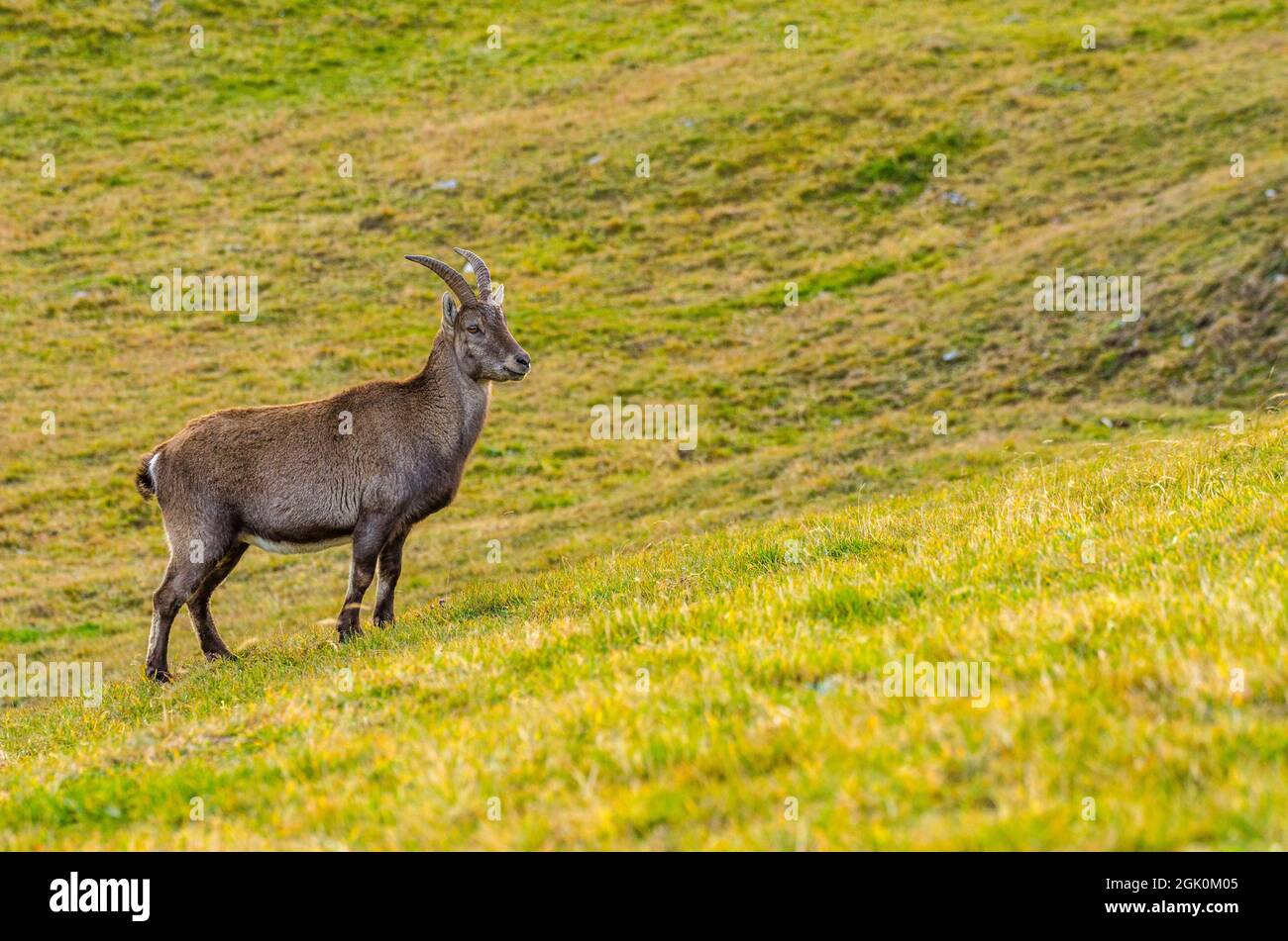 Alpine ibex (Capra ibex), female in a pasture Stock Photo - Alamy