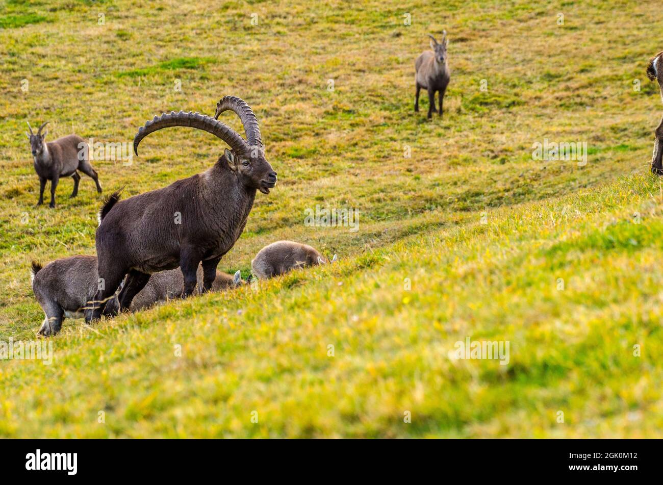 Alpine ibex (Capra ibex), a big male in a pasture, and group Stock ...