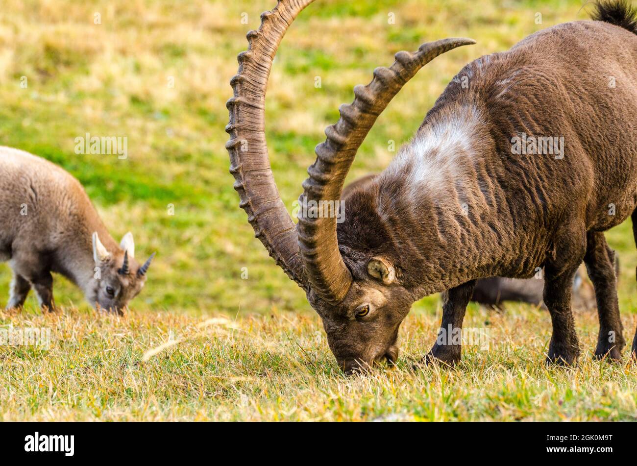Alpine ibex (Capra ibex), a big male in a pasture, and a young Stock ...