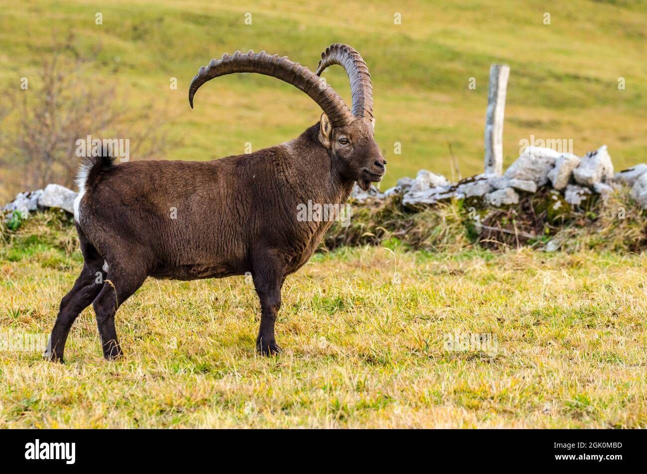 Alpine ibex (Capra ibex), a big male in a pasture Stock Photo - Alamy