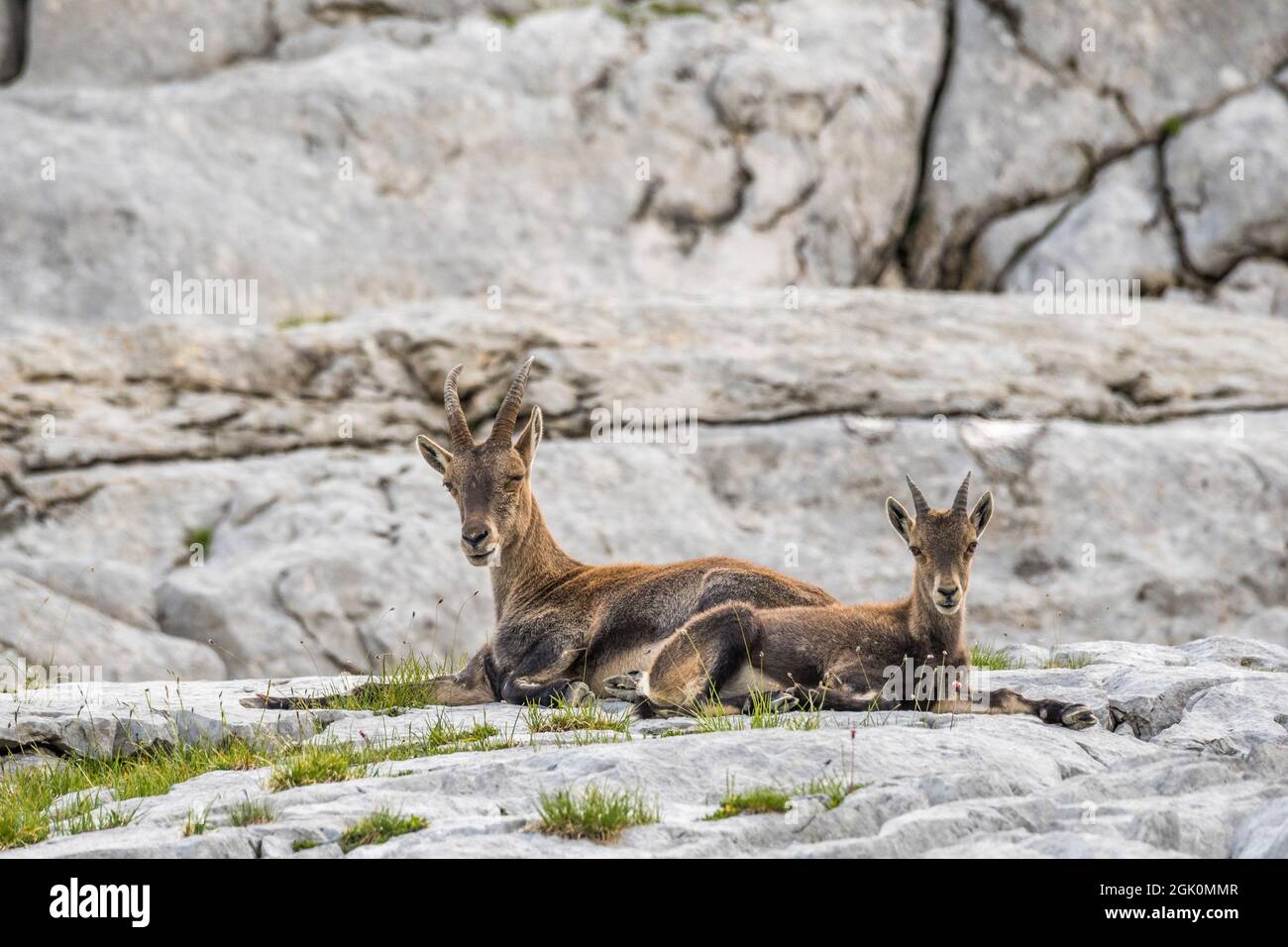 Alpine ibex (Capra ibex), female and his young lying on the rocks Stock ...