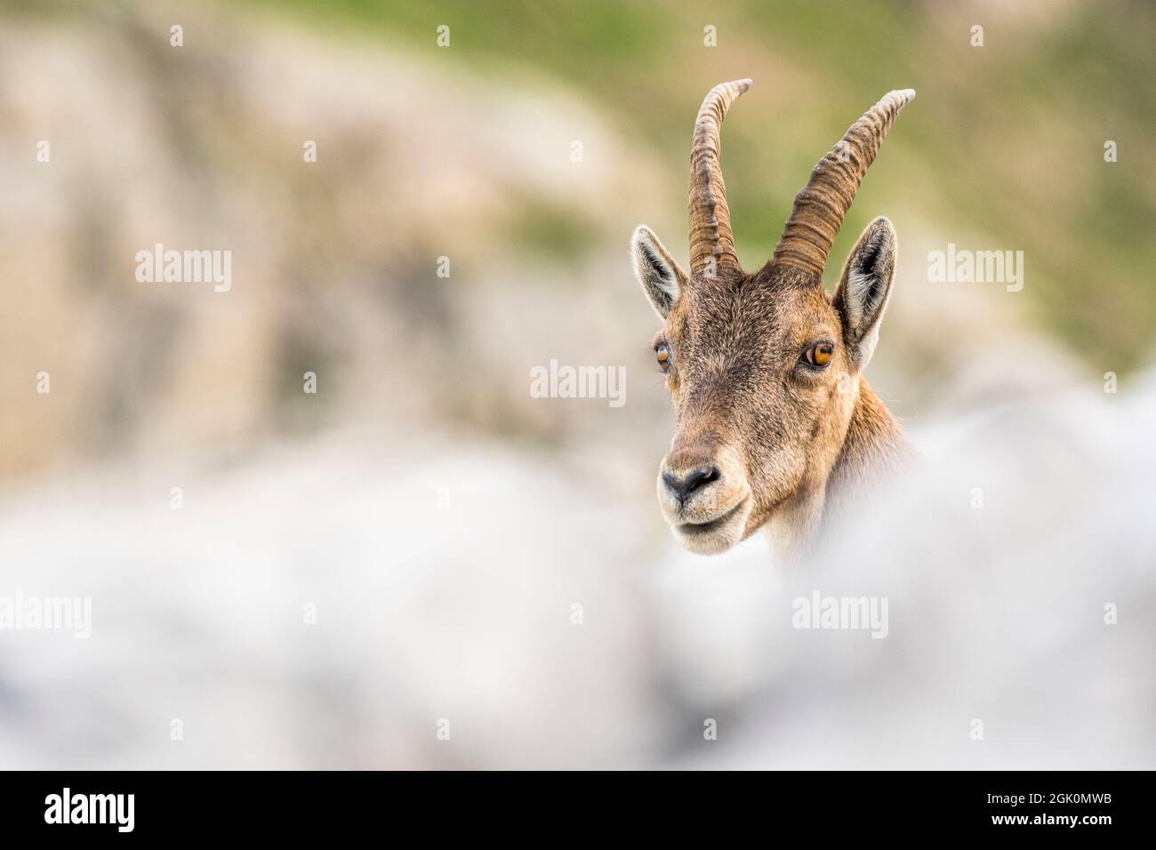 Alpine ibex (Capra ibex), female portrait Stock Photo - Alamy
