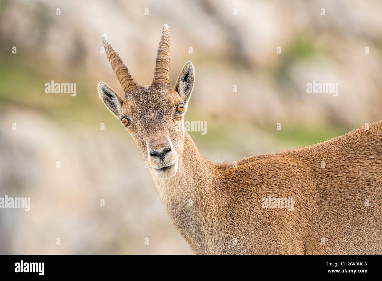 Alpine ibex (Capra ibex), female portrait Stock Photo - Alamy