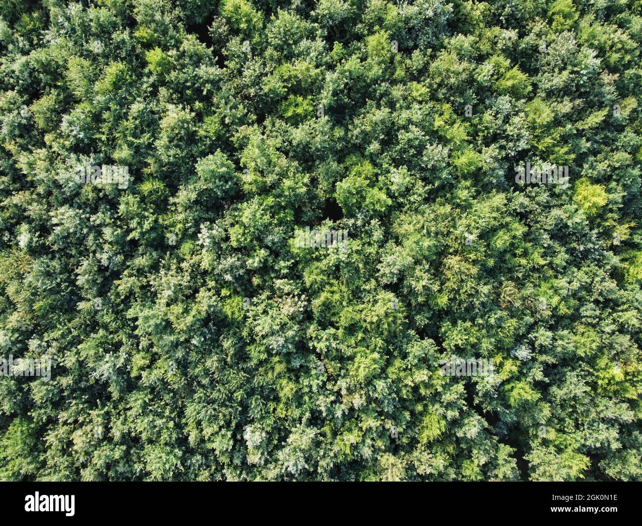 Symmetric trees hi-res stock photography and images - Alamy