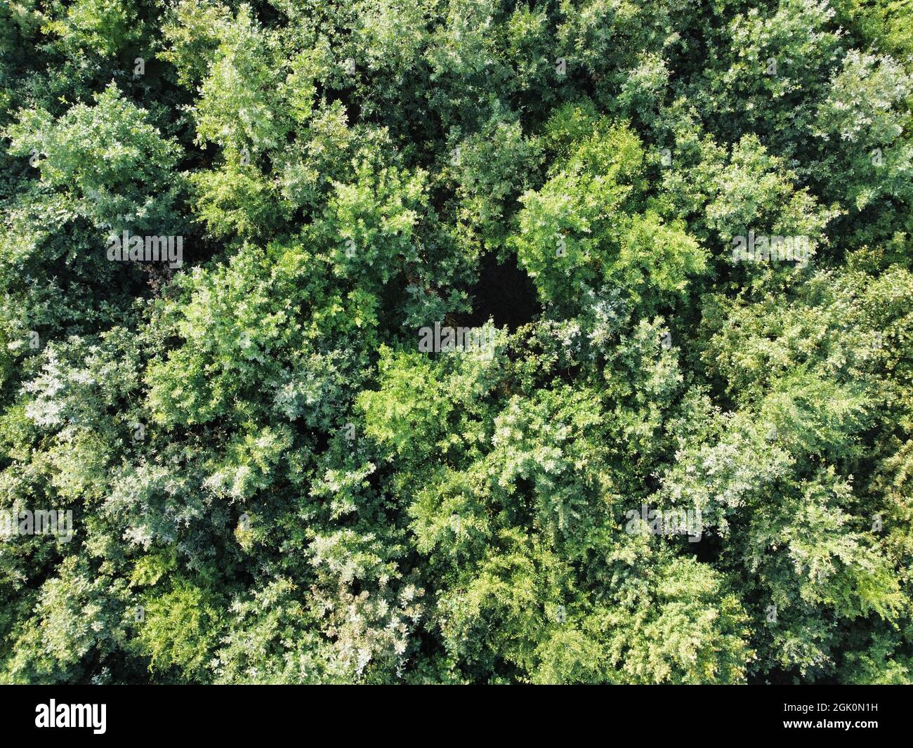 Earth trees aerial hi-res stock photography and images - Alamy