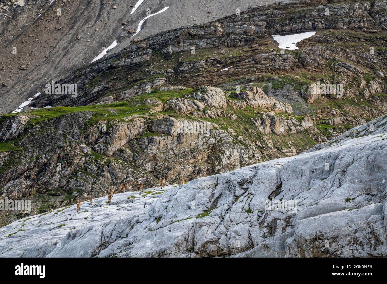 Alpine ibex capra wildlife hi-res stock photography and images - Alamy
