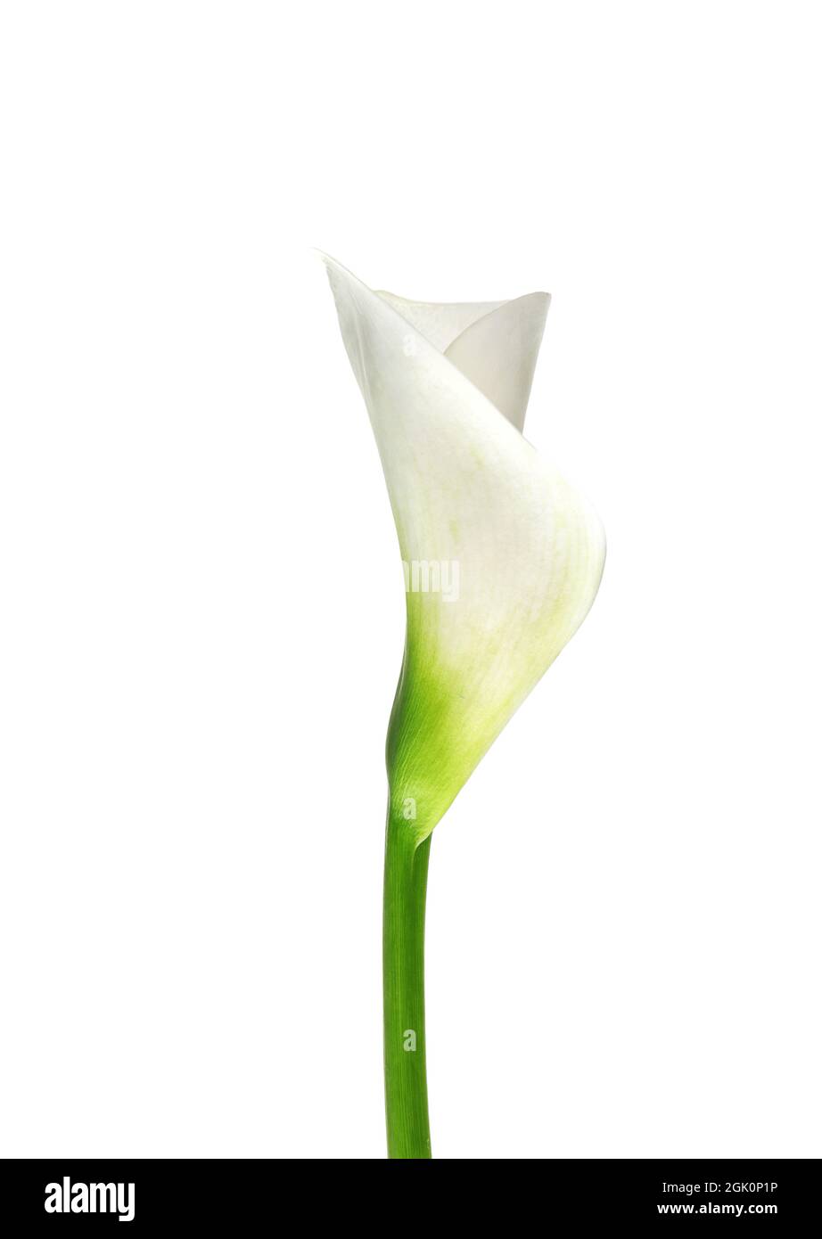 Beautiful calla lily on white background Stock Photo - Alamy