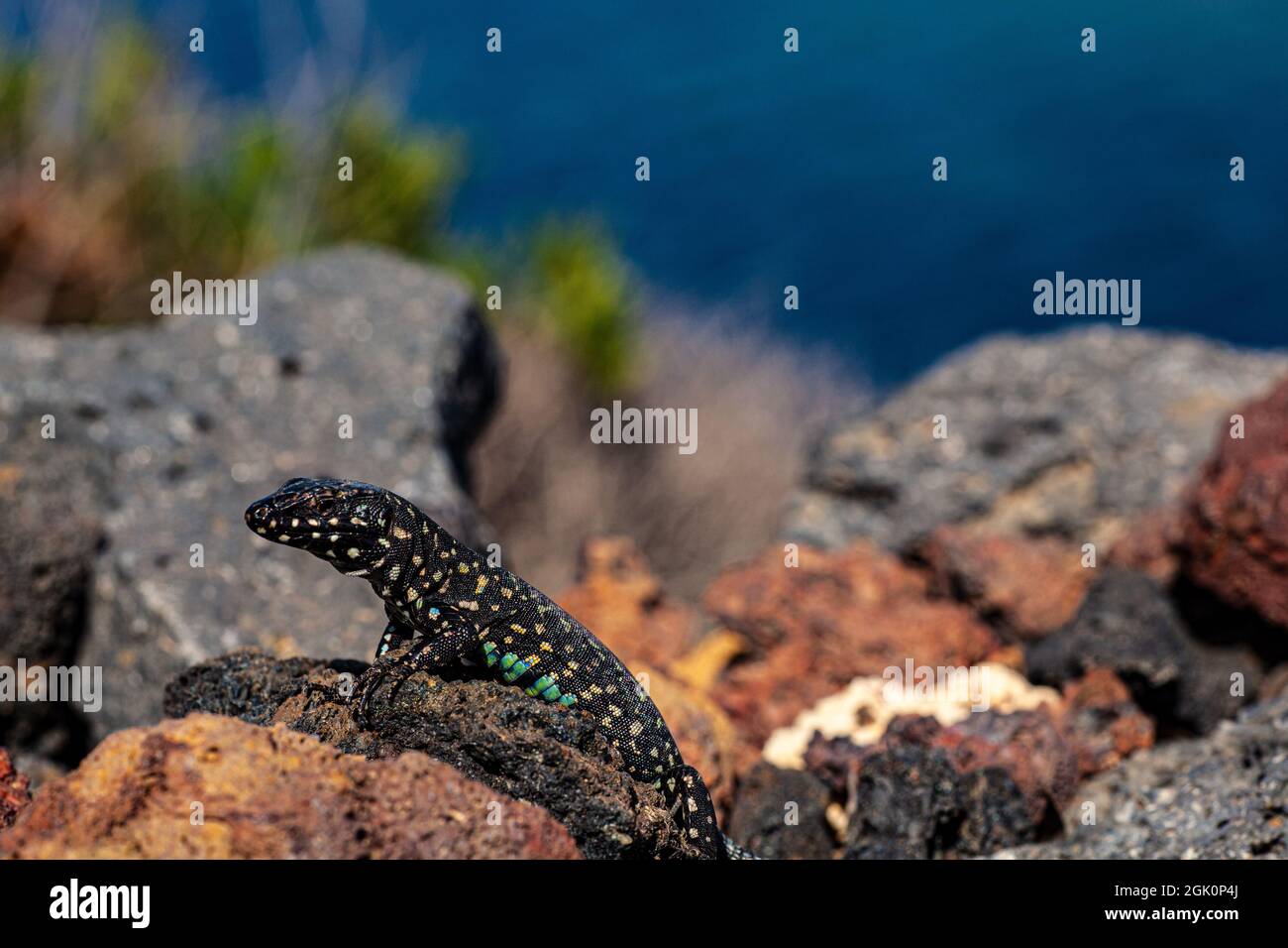Close up of the filfola lizard or Maltese wall lizard on the lava stone ...