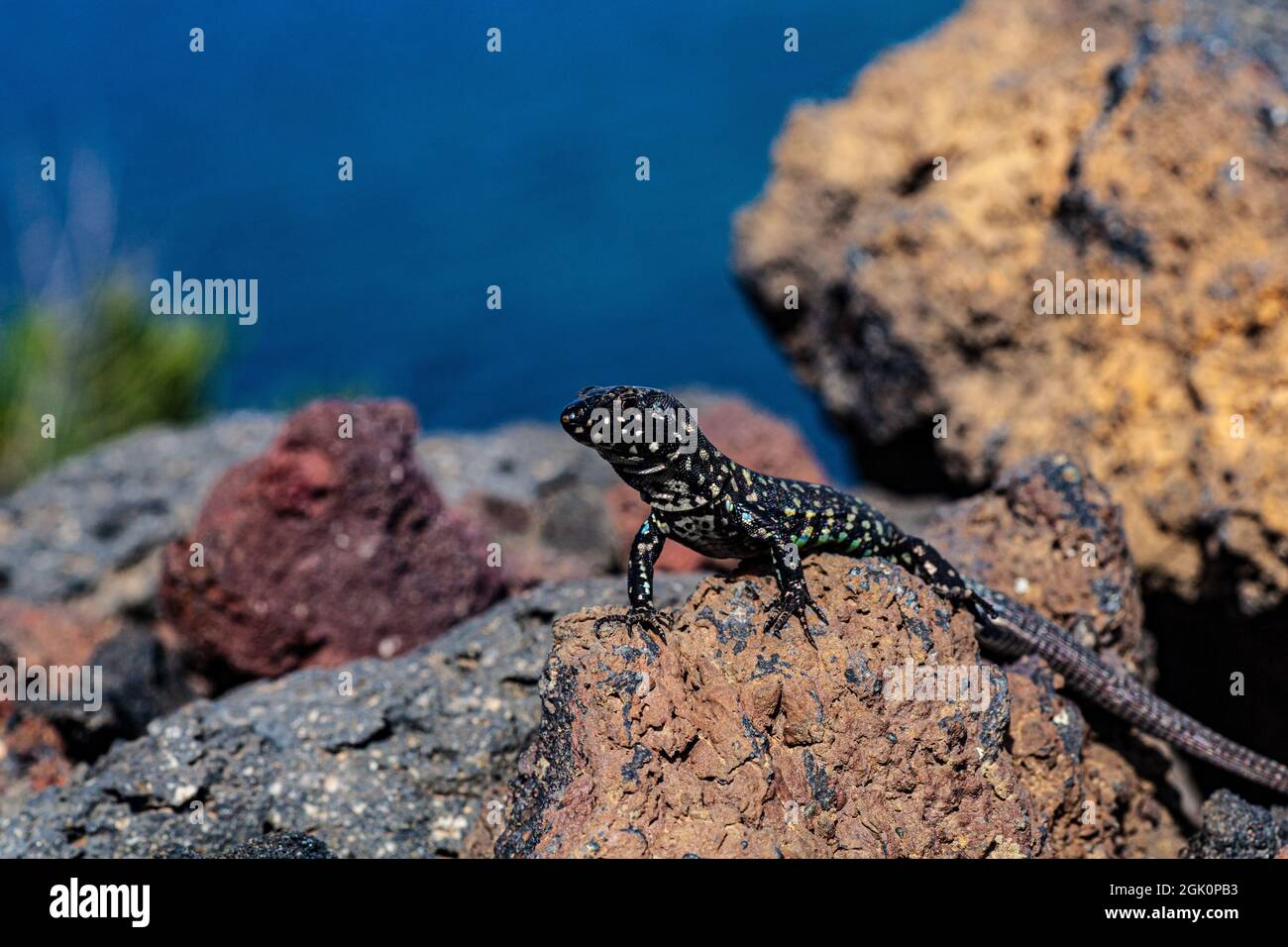 Close up of the filfola lizard or Maltese wall lizard on the lava stone ...