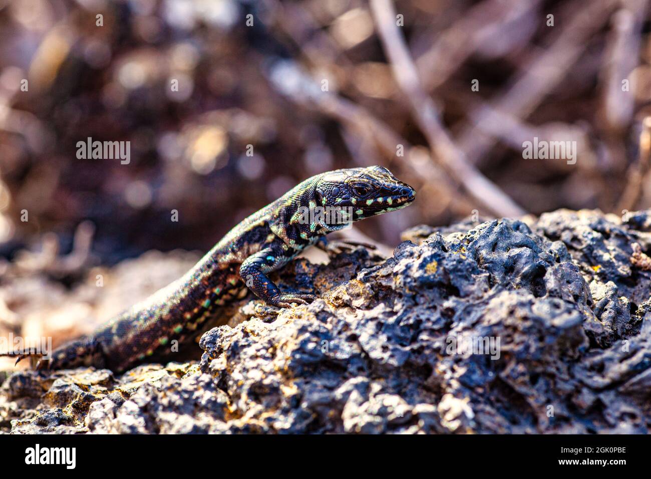 Close up of the filfola lizard or Maltese wall lizard on the lava stone ...