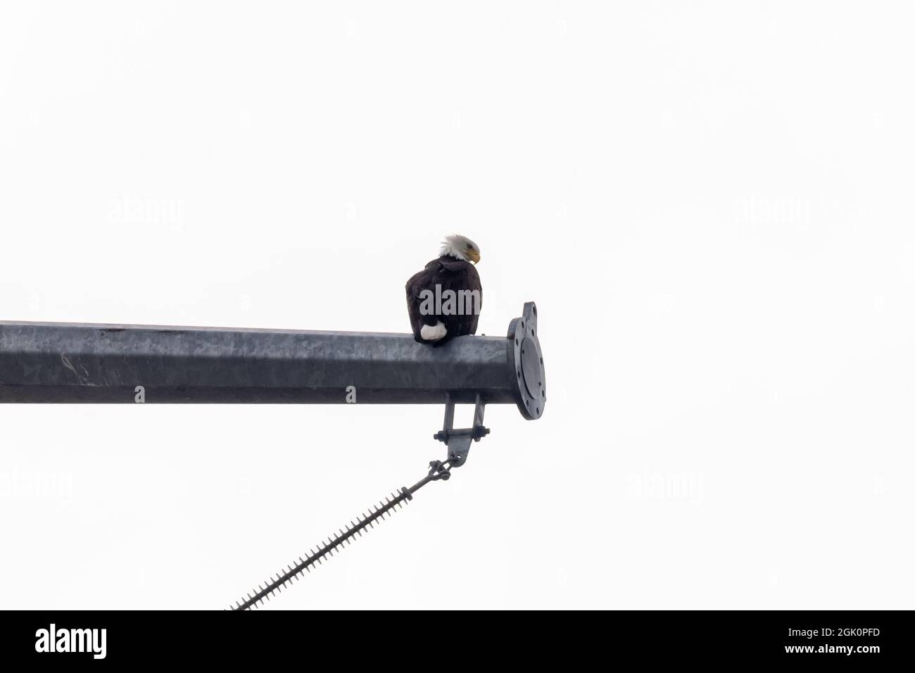 Berry in environment Cut Out Stock Images & Pictures - Alamy