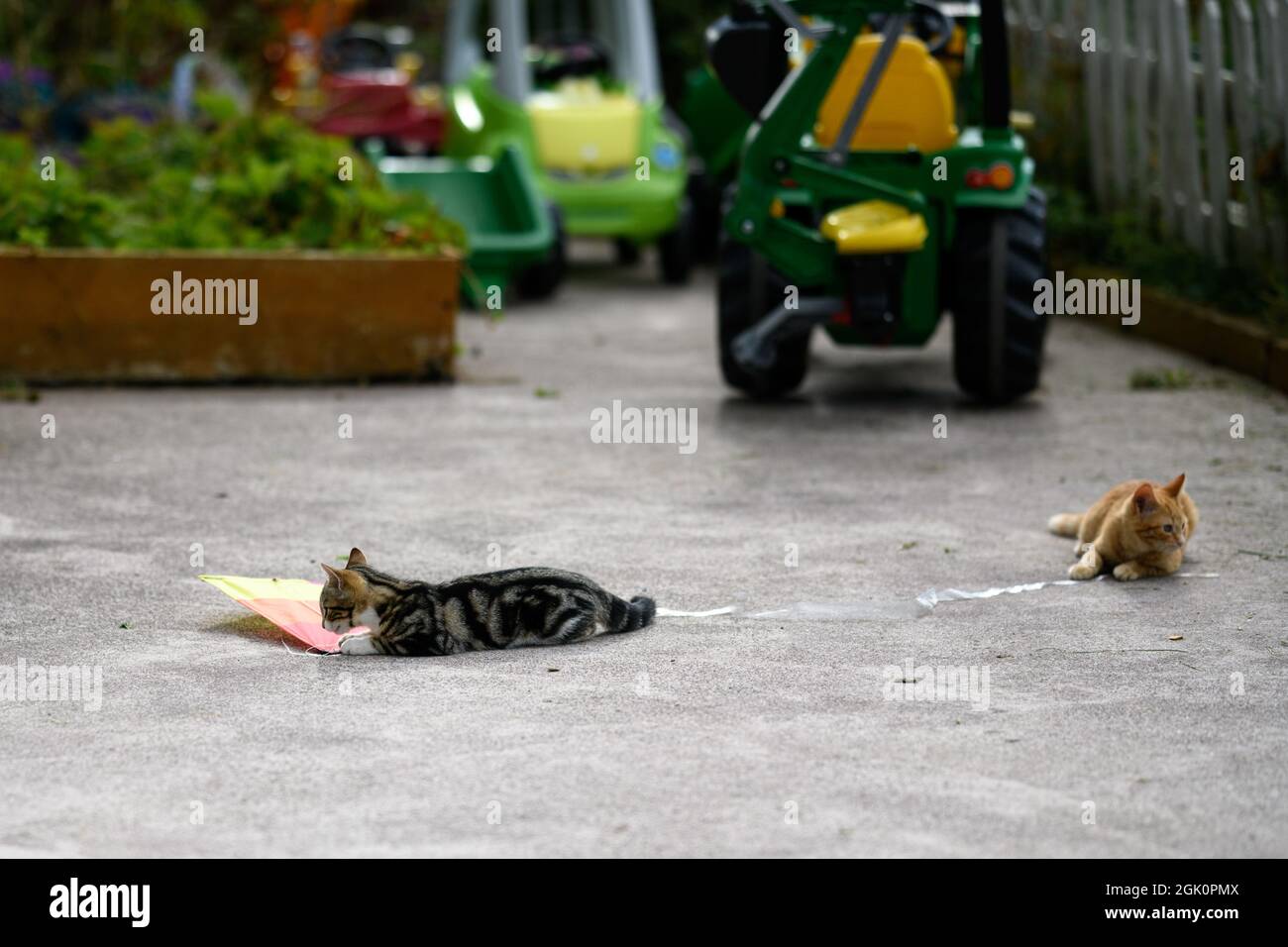 Very cute kitty Stock Photo - Alamy