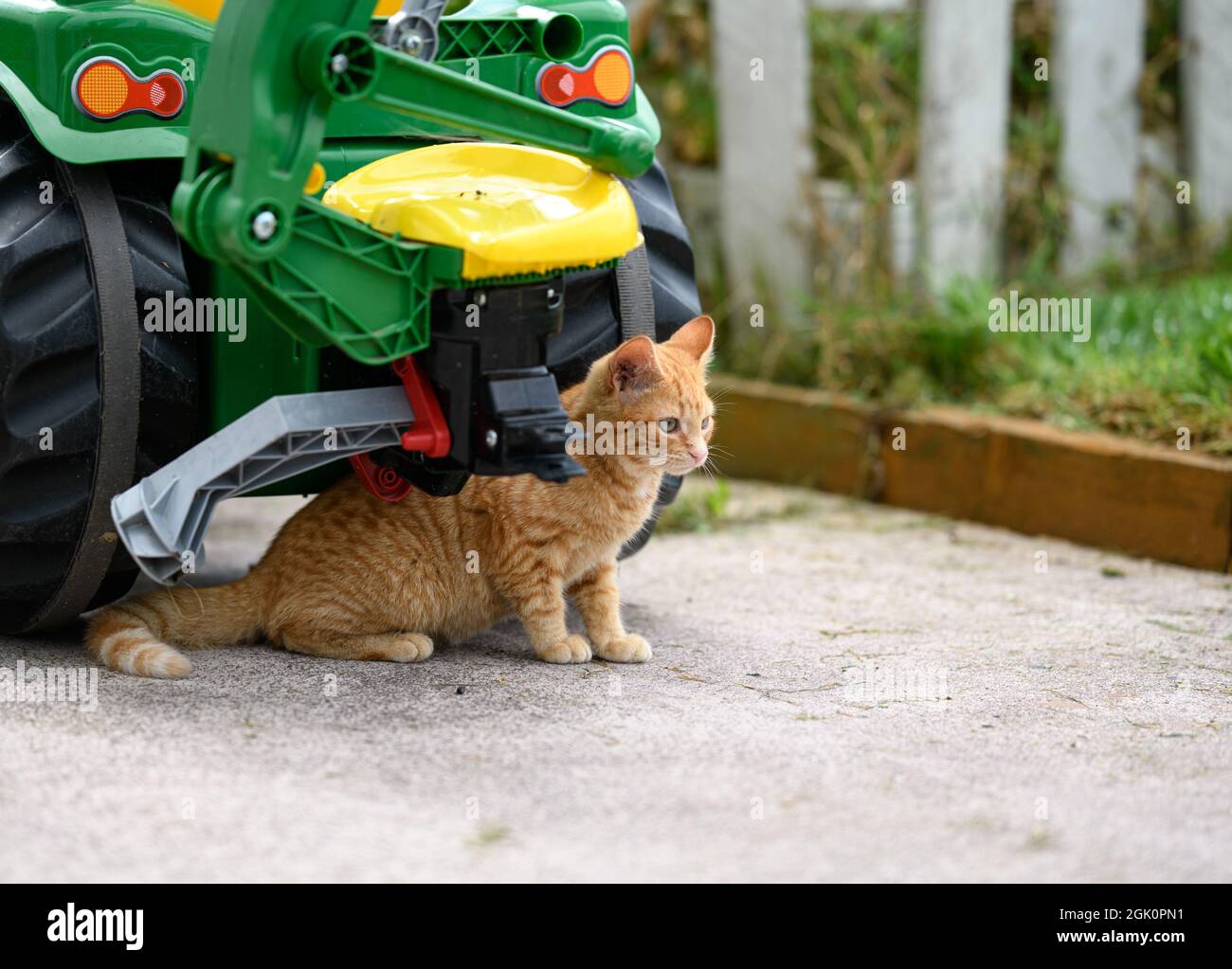 Very cute kitty Stock Photo - Alamy