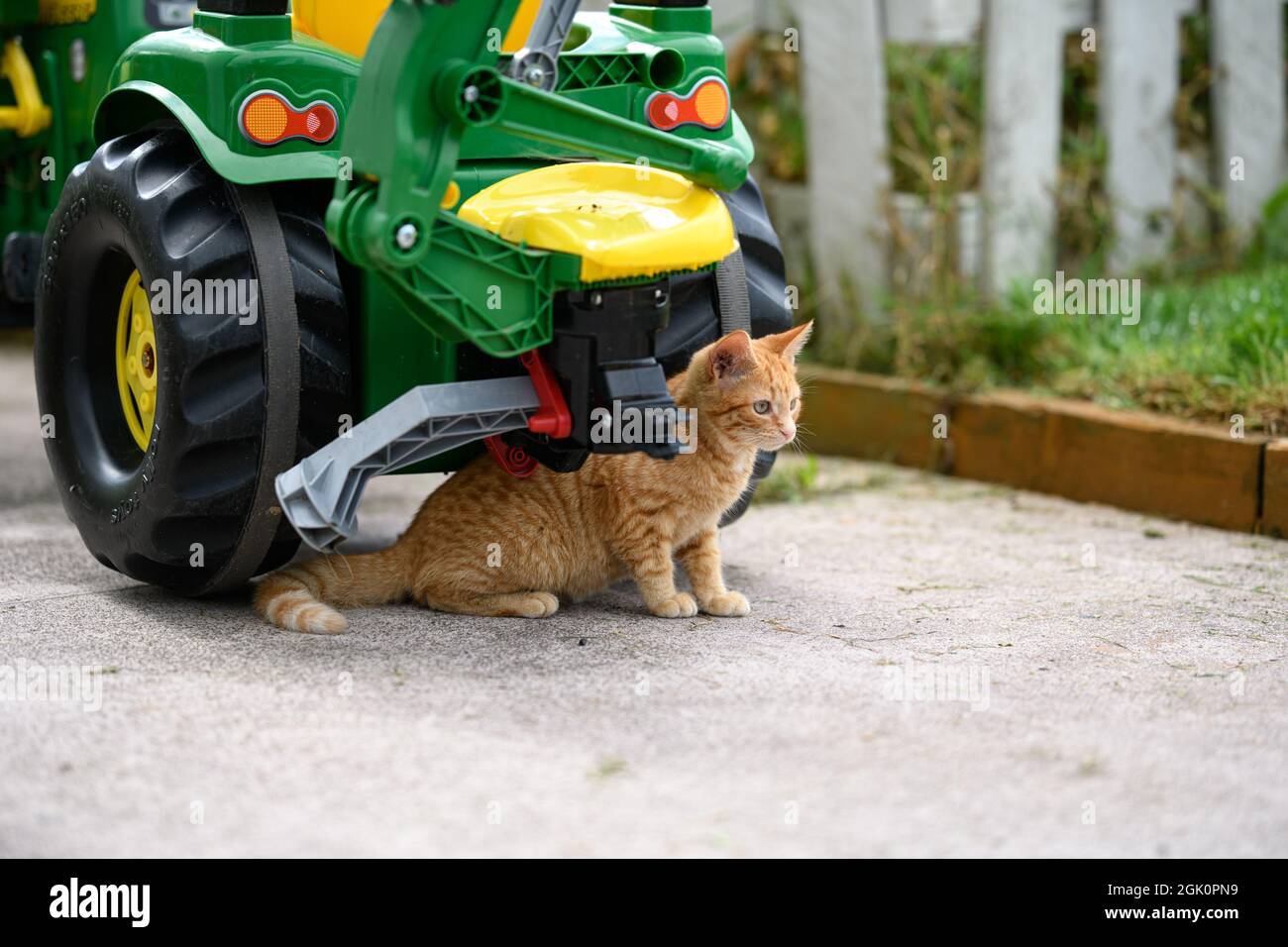 Very cute kitty Stock Photo - Alamy