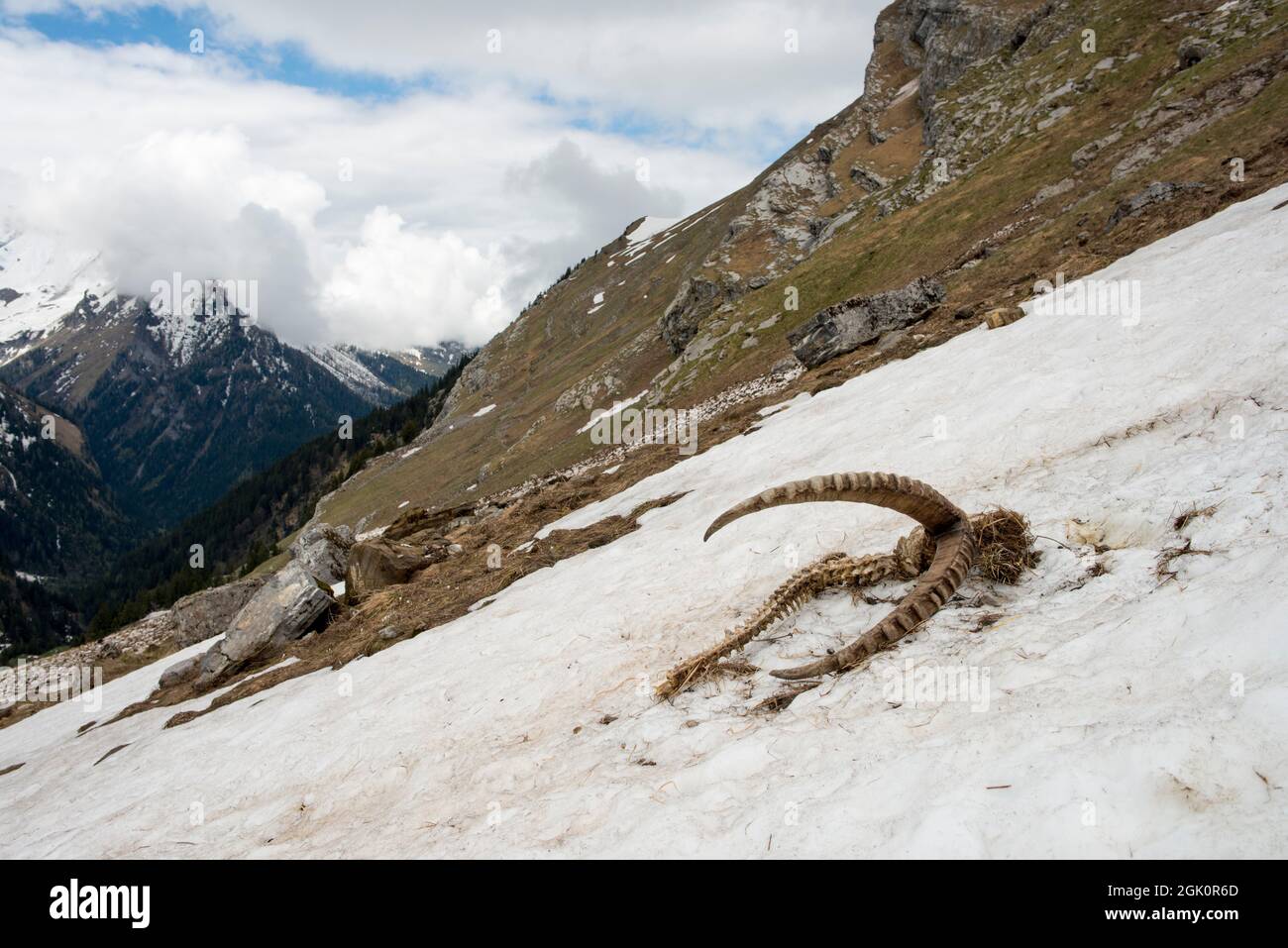 Steinbock emblem hi-res stock photography and images - Alamy