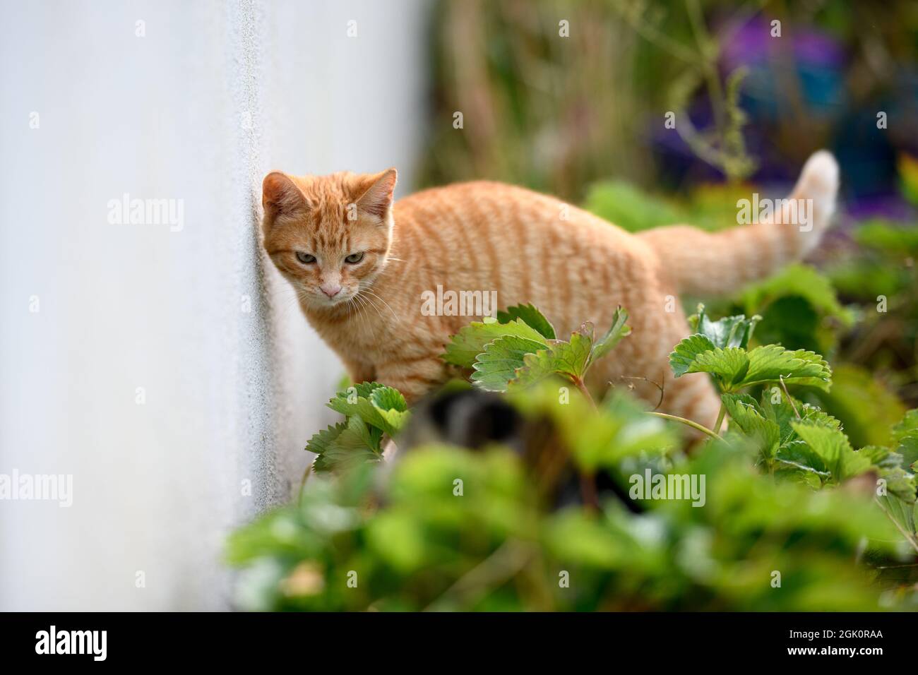 Very cute kitty Stock Photo - Alamy