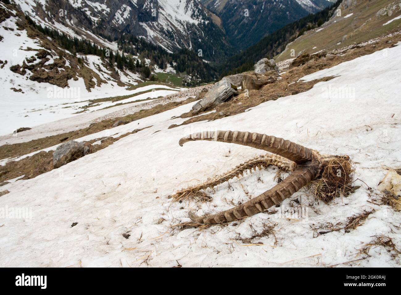 Alpine ibex in winter hi-res stock photography and images - Alamy