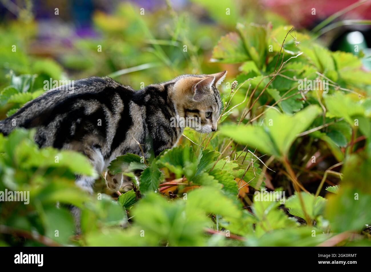 Very cute kitty Stock Photo - Alamy