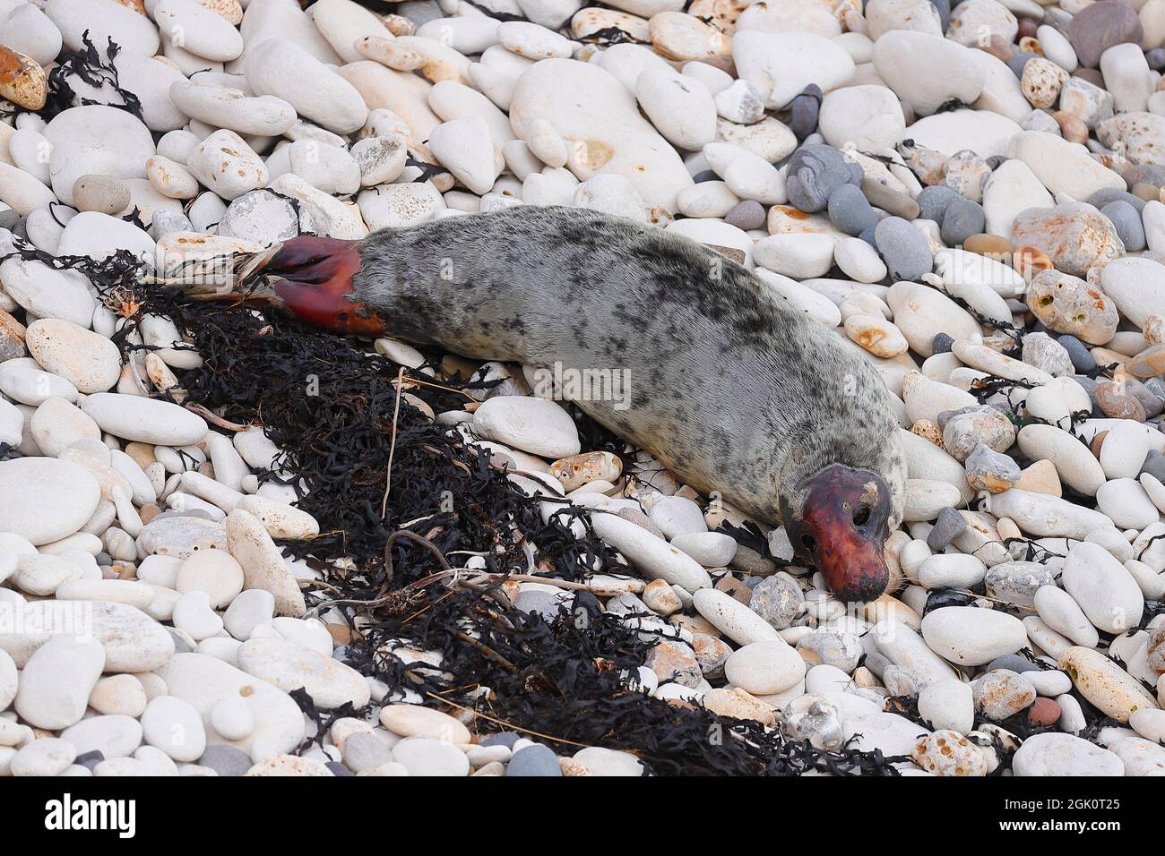 A dead Grey Seal on the beach at Flamborough, East Yorkshire,UK Stock ...