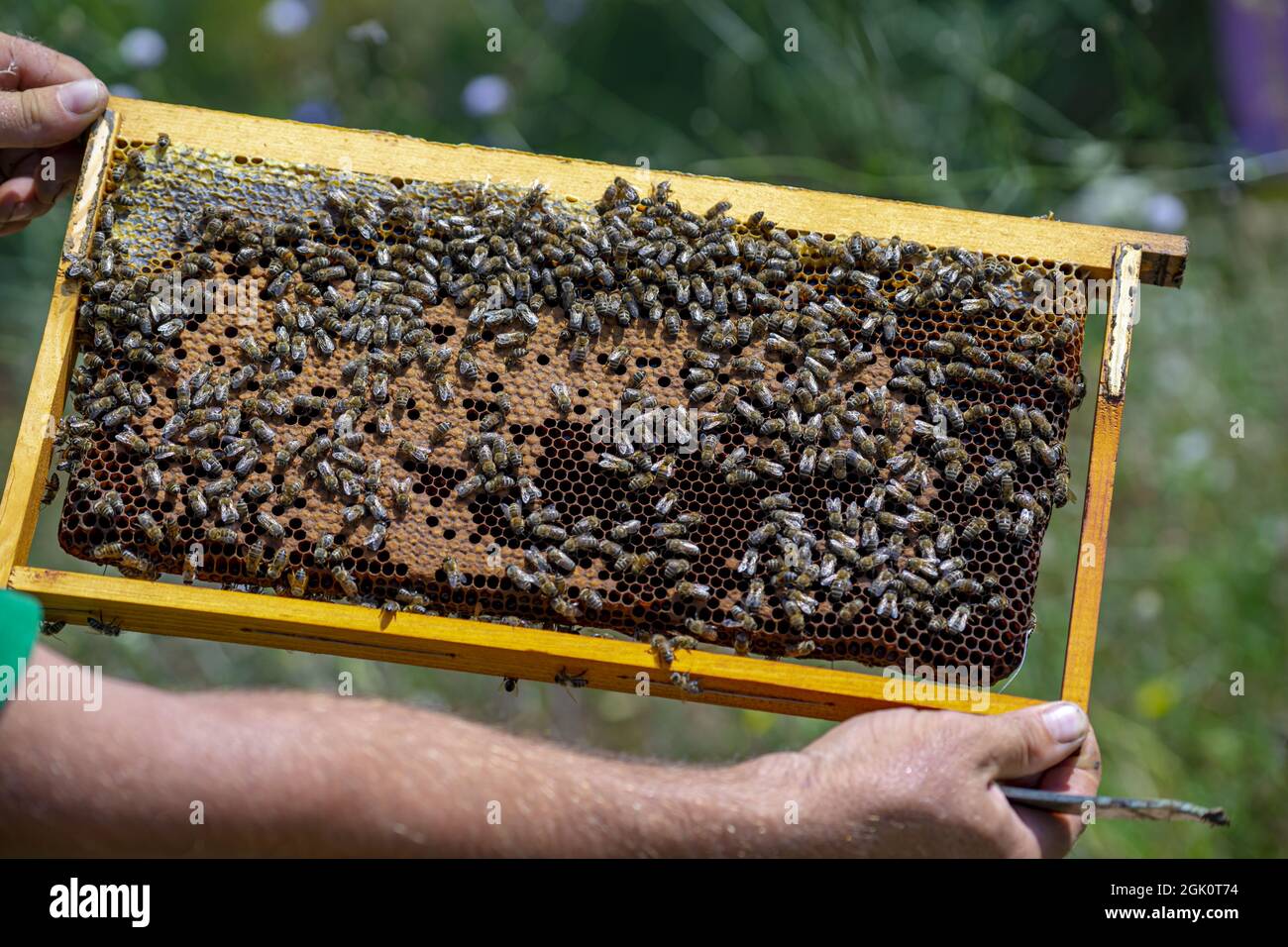 A farmer holding a beehive frame with bees on it Stock Photo - Alamy