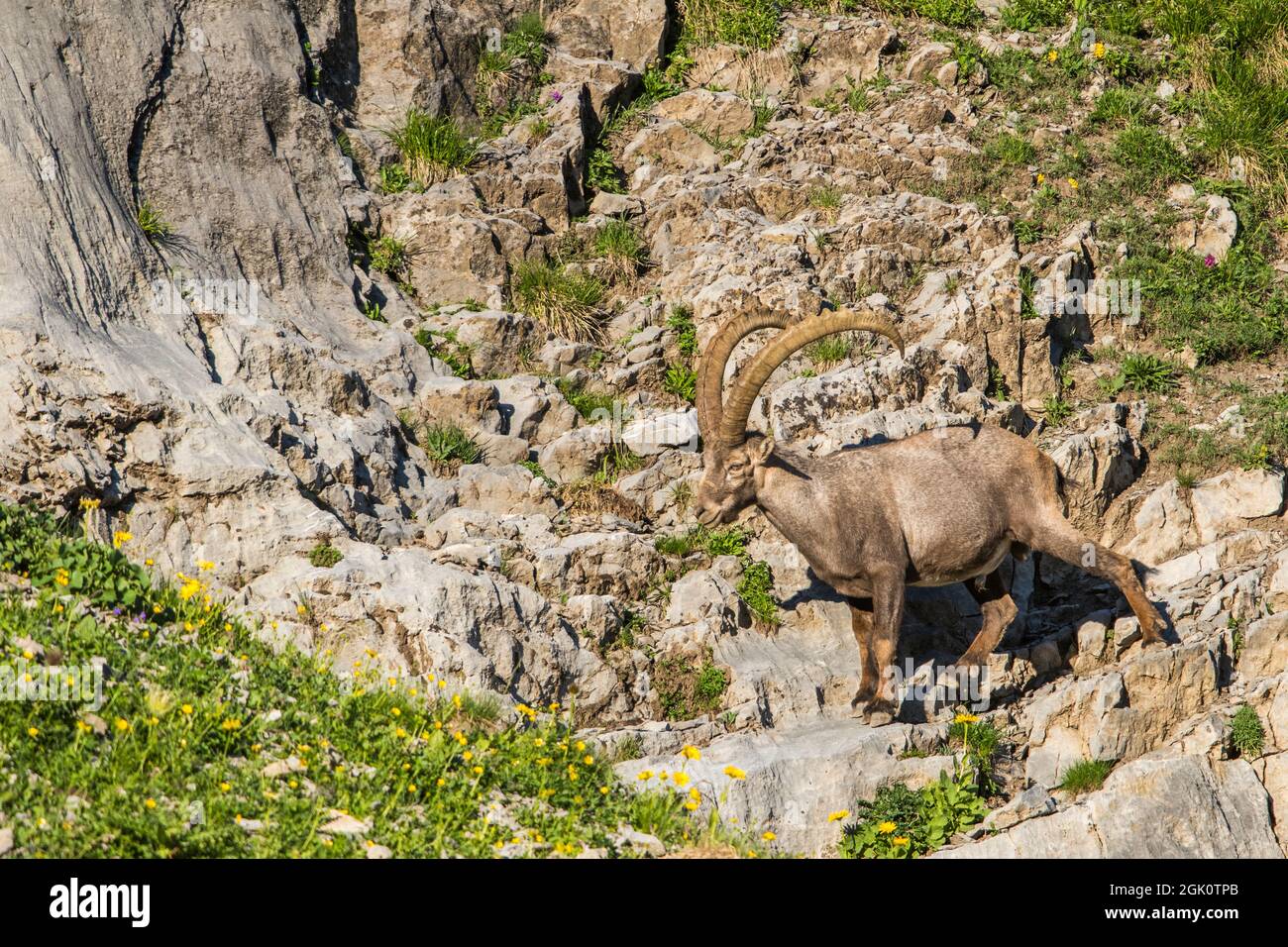 Alpine ibex (Capra ibex) big male on a steep slope Stock Photo - Alamy