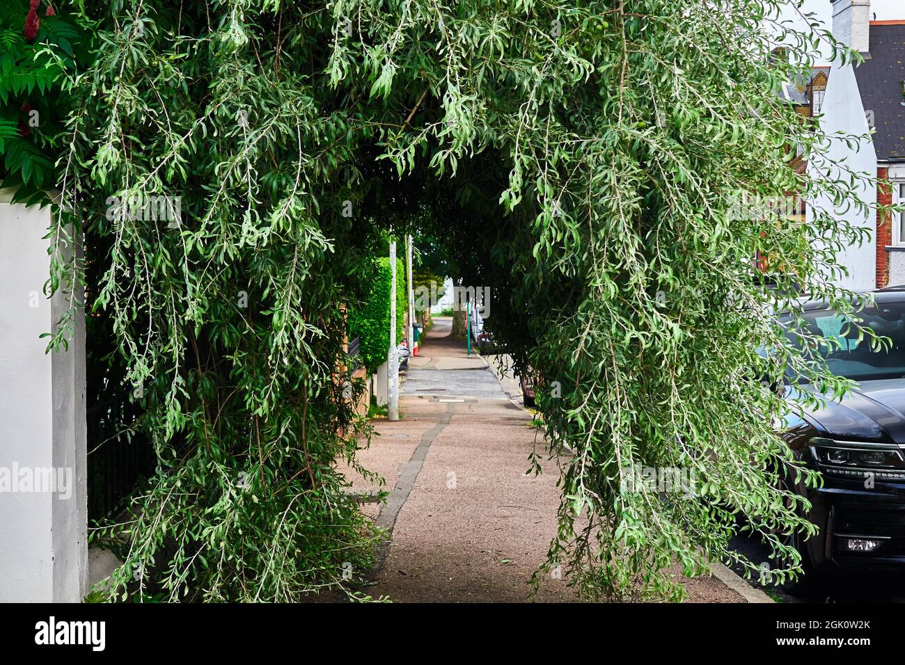 A pendulous willow leaved pear tree (pyrus salicifolia - pendula) forms ...