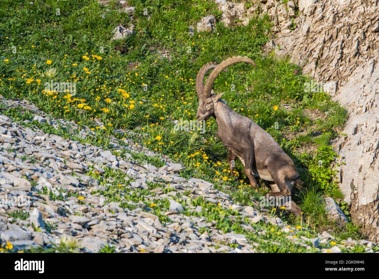 Alpine ibex (Capra ibex) big male on a steep slope Stock Photo - Alamy