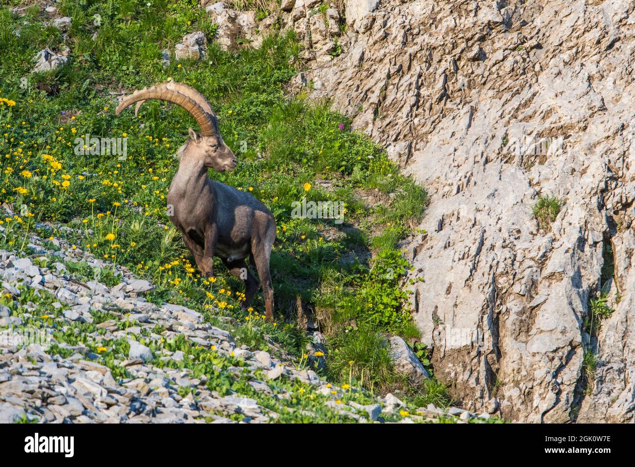 Alpine ibex (Capra ibex) big male on a steep slope Stock Photo - Alamy