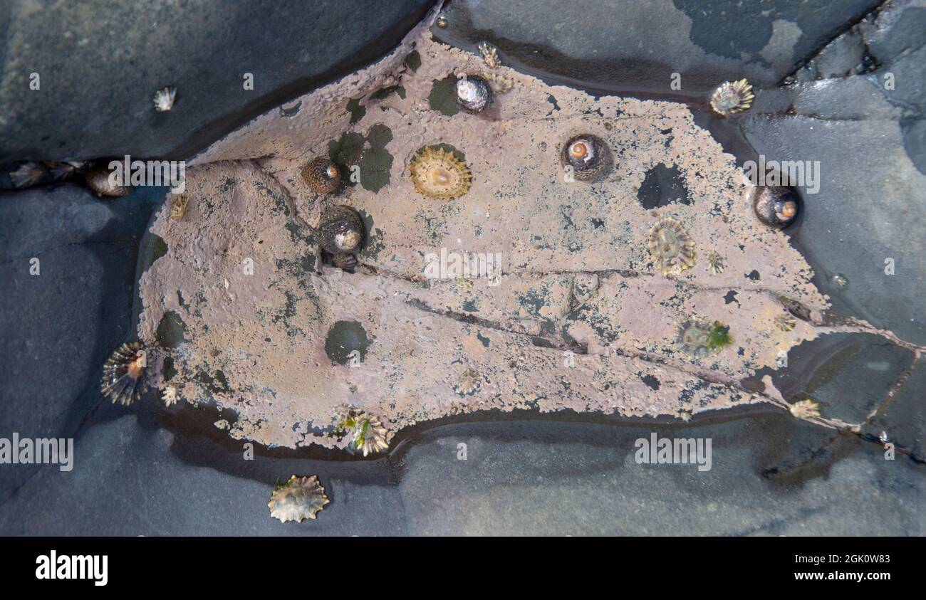 Rock pool with shells and sand on Devon beach Stock Photo - Alamy