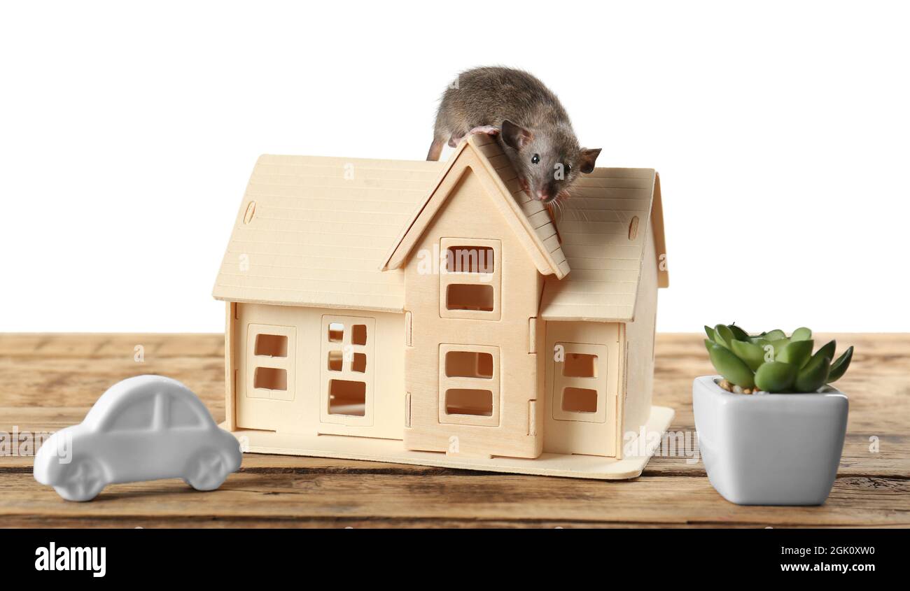 Cute funny rat and decorative house model on wooden table against white ...
