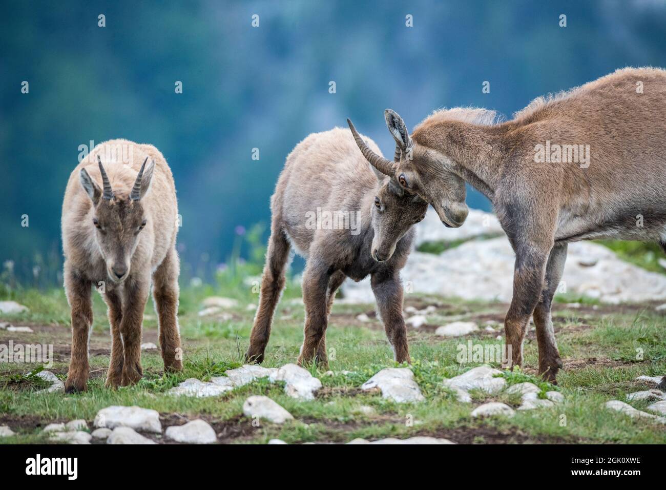 Alpine ibex (Capra ibex Stock Photo - Alamy