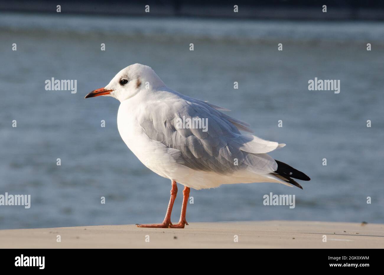 Am stand hi-res stock photography and images - Alamy