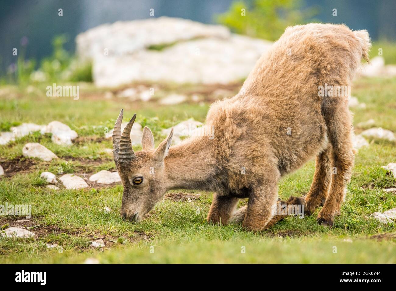 Graze on knees hi-res stock photography and images - Alamy