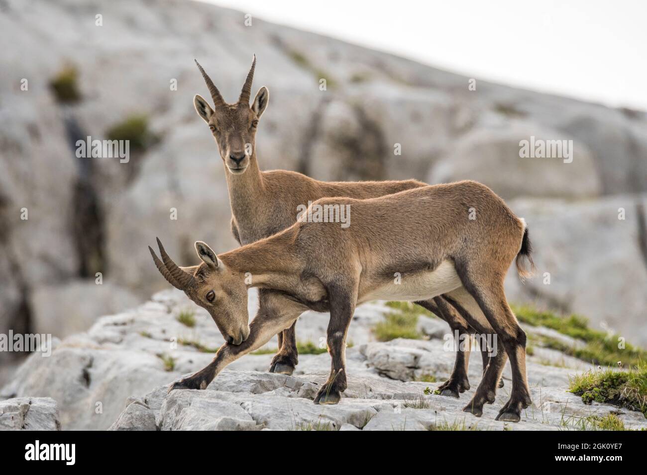 Alpine ibex (Capra ibex), two females on the rocks Stock Photo - Alamy