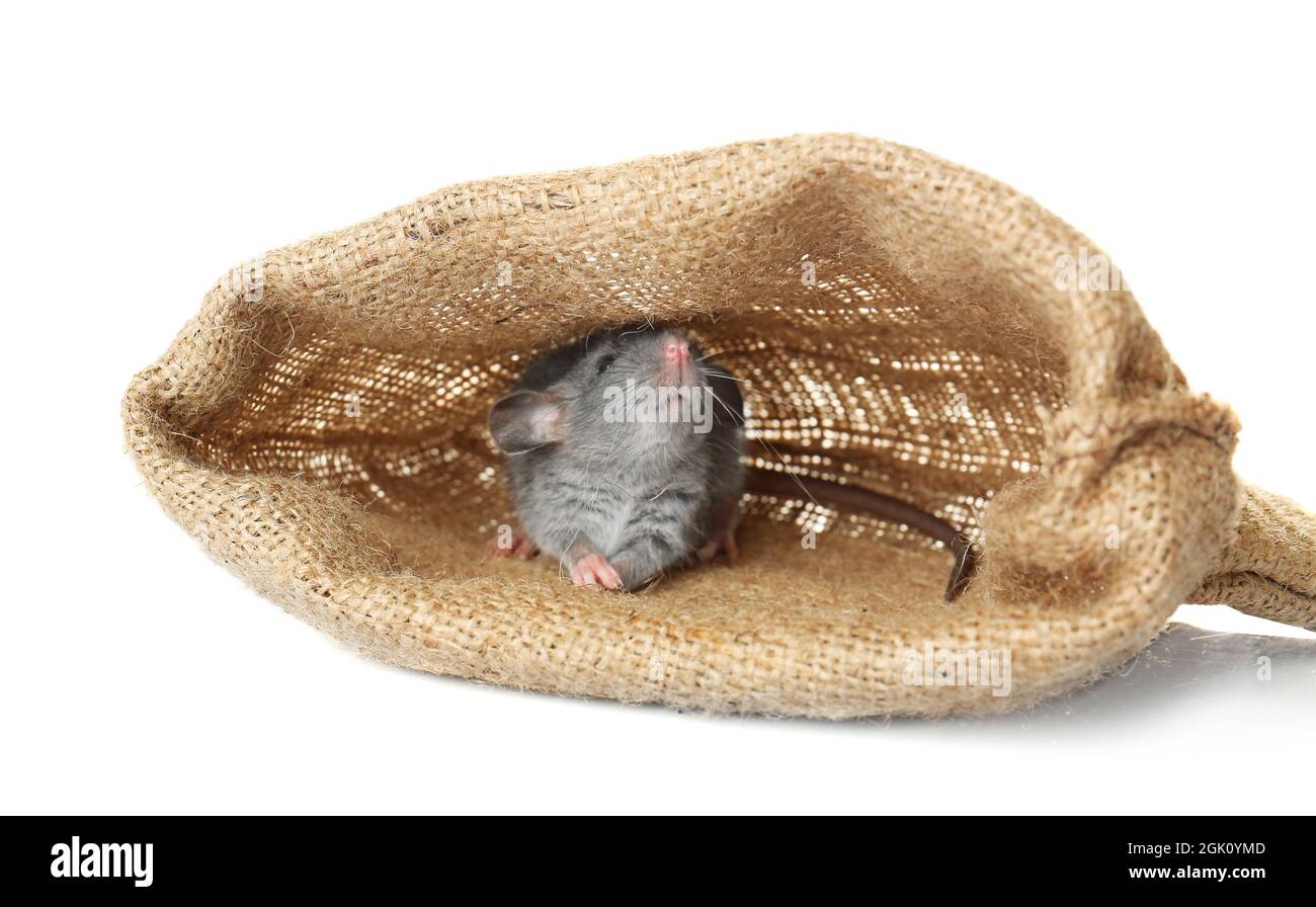 Cute funny rat in sack on white background Stock Photo - Alamy