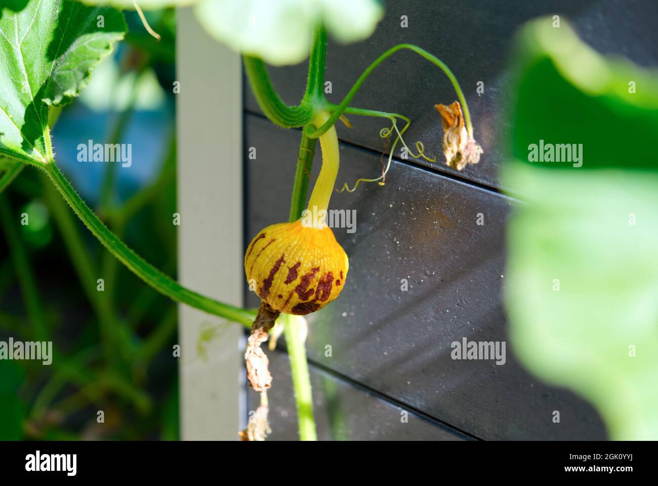 small pumpkin growing on a pumpkin patch in a village Stock Photo - Alamy