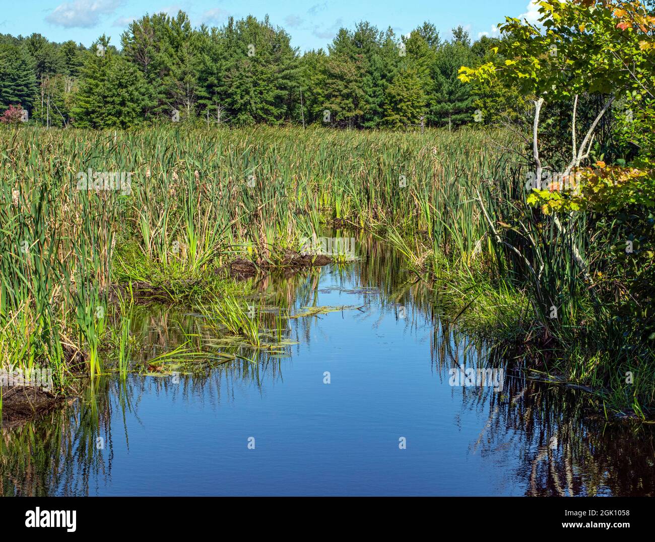 Water in swamp reflecting hi-res stock photography and images - Alamy