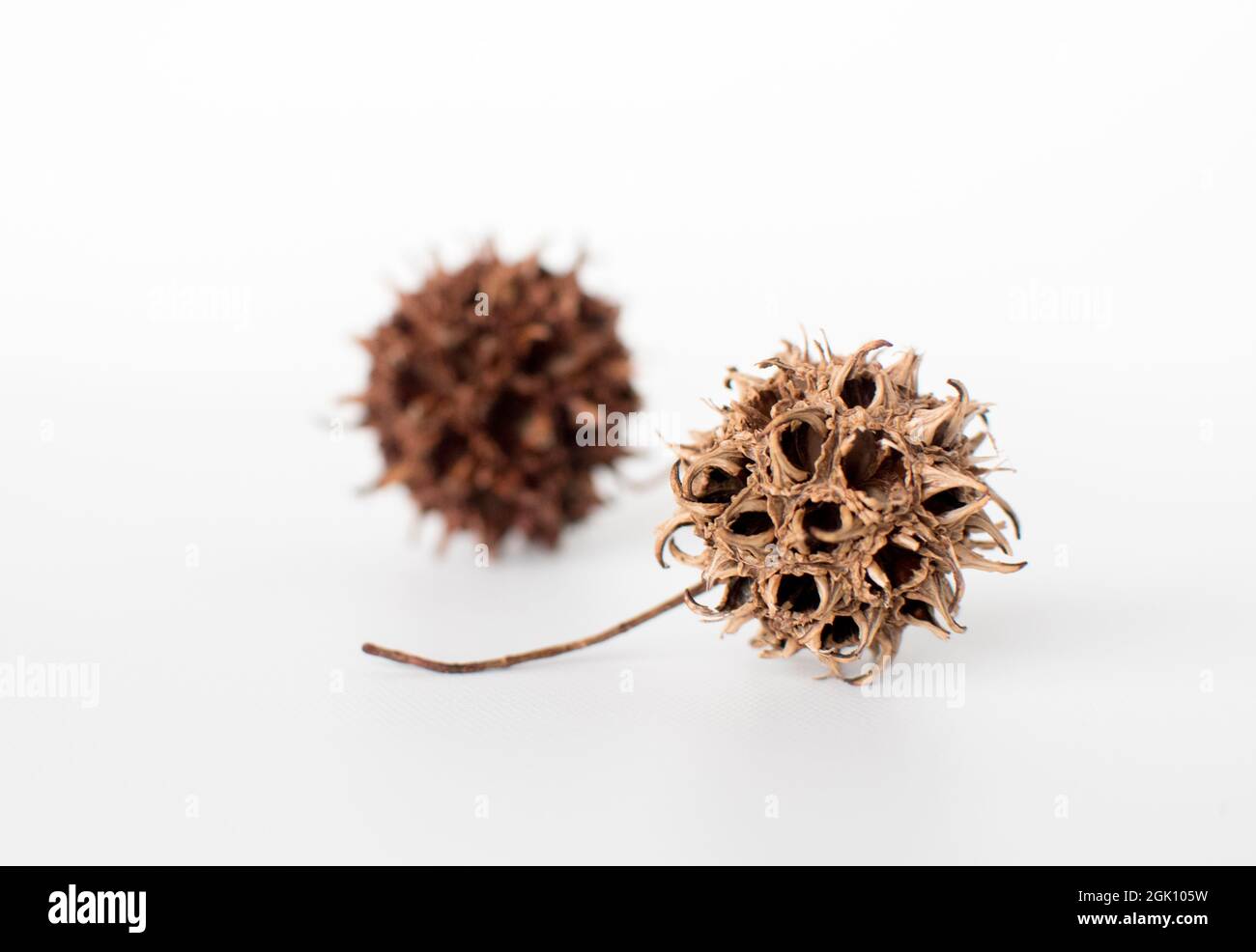 Dried sweetgum tree seed hi-res stock photography and images - Alamy