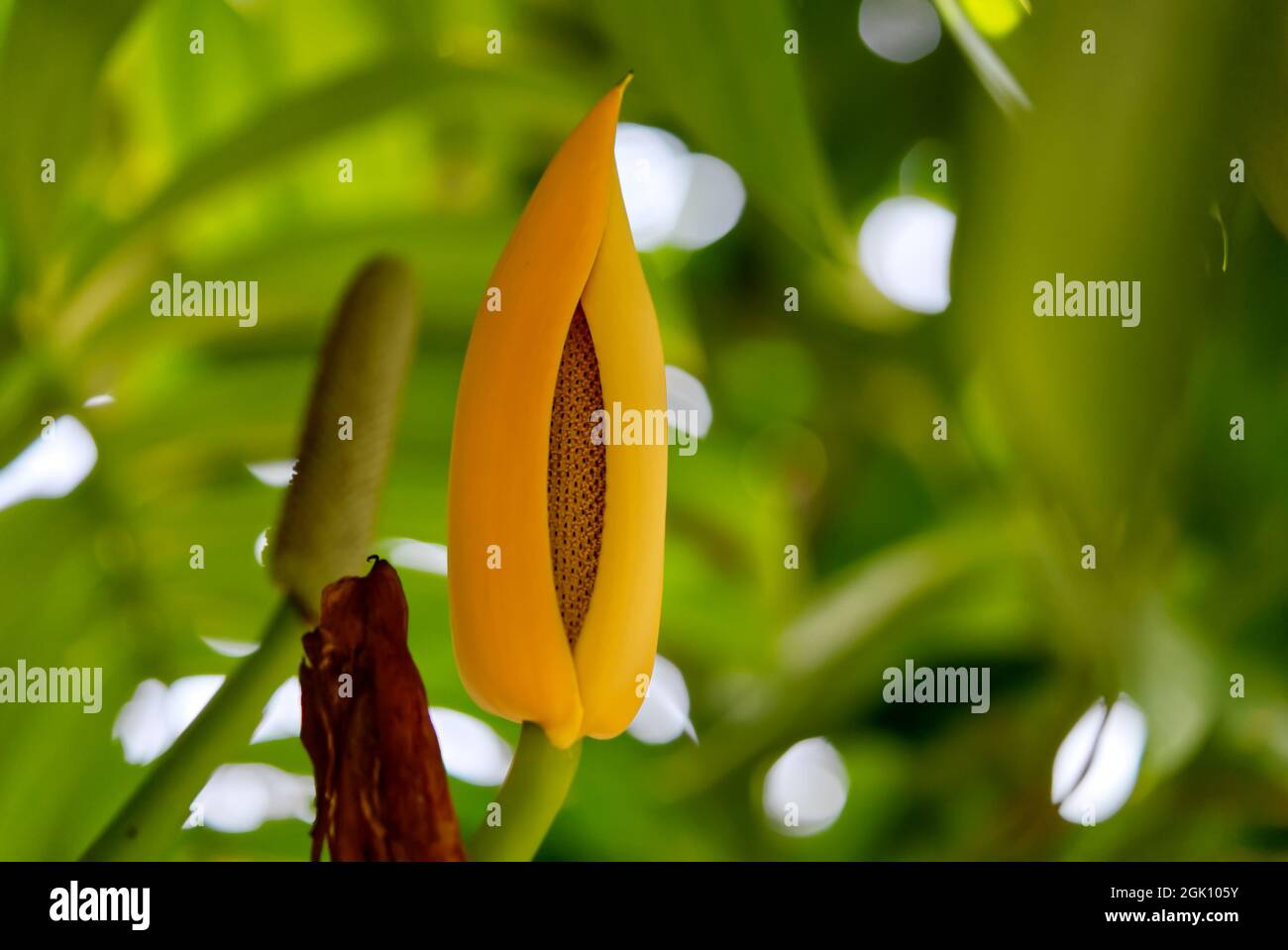 Giant Elephant Ear flower or Indian Taro. Aroids, Araceae, of ...