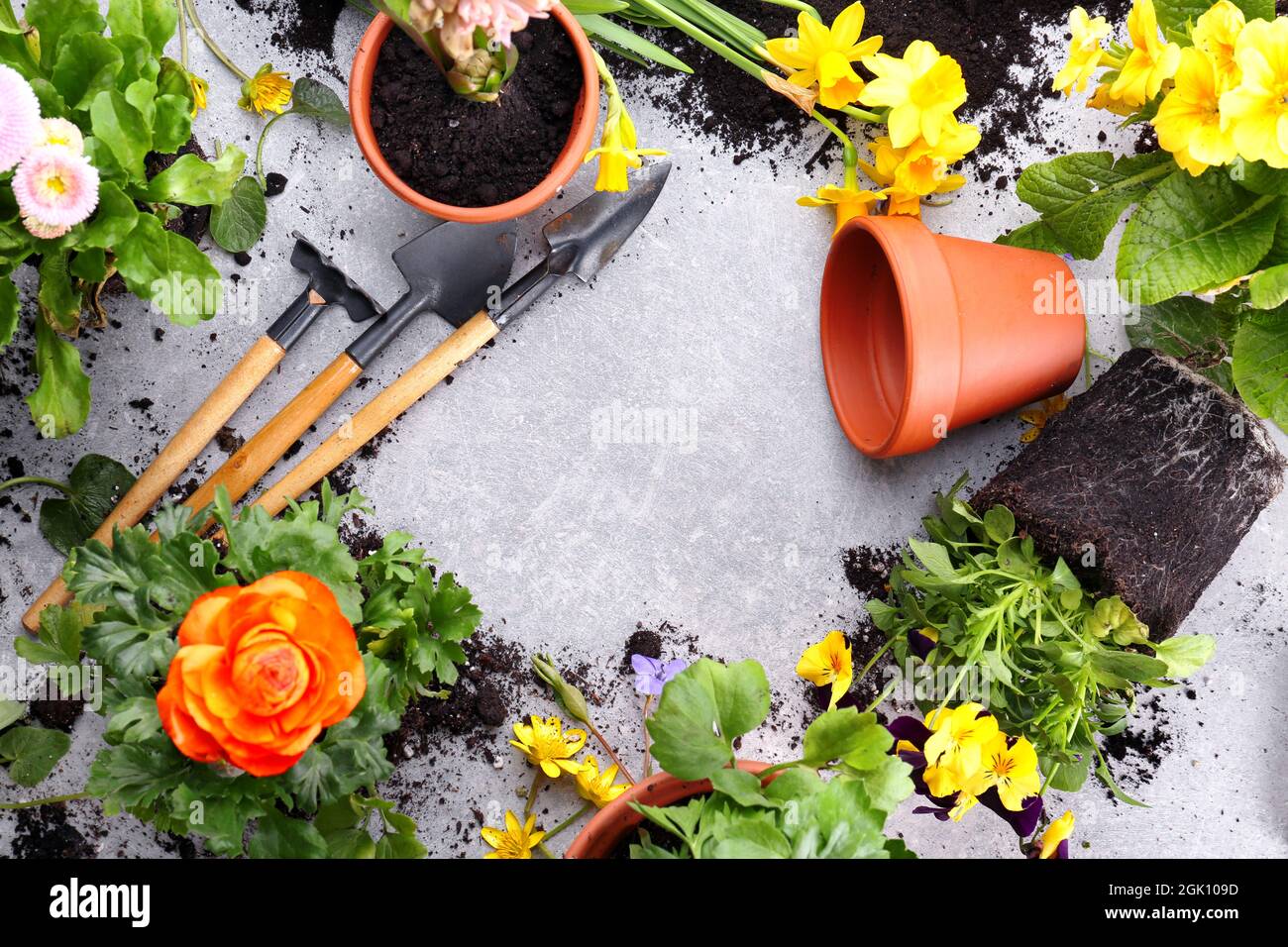 Composition with flowers and gardening tools with space for text Stock ...