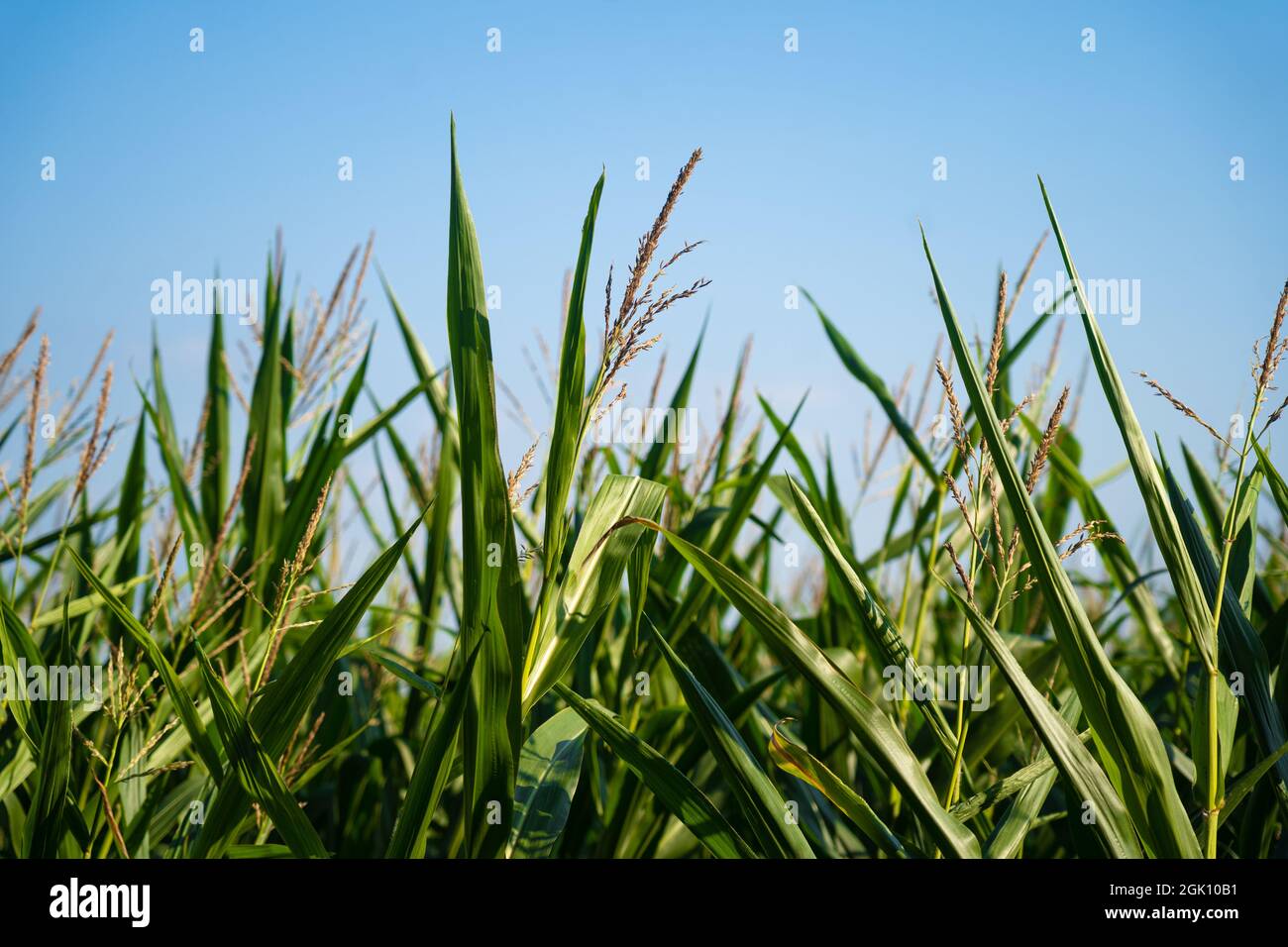 Agro industrial complex, agricultural production corn crops growing in ...
