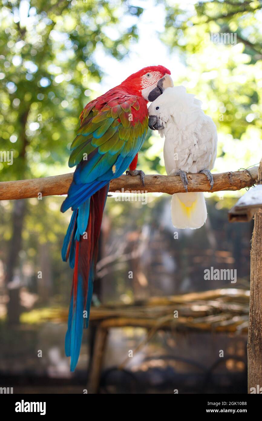 two large exotic parrots of bright color are sitting on a thick branch ...