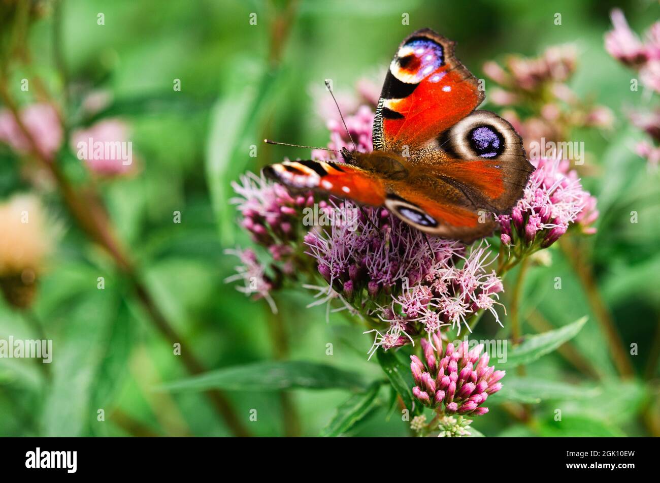 The adult peacock butterfly drink nectar from a flowering plant Stock ...