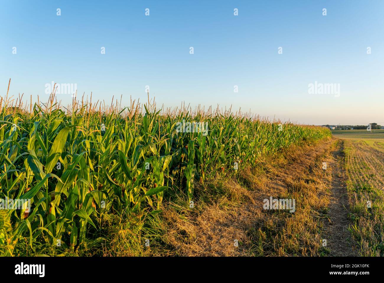 Agro industrial complex, agricultural production corn crops growing in ...
