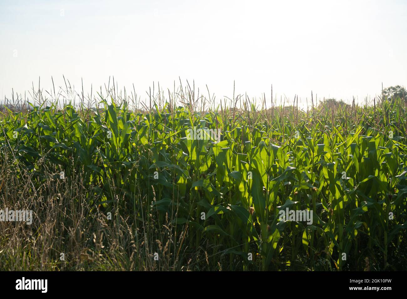 Agribusiness and agriculture, farmland in France Brittany region. Green ...