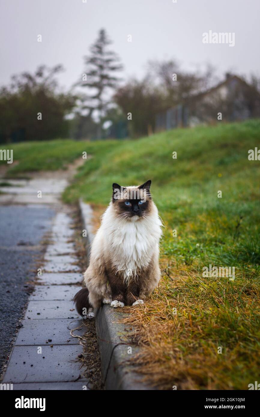 Beautiful ragdoll hi-res stock photography and images - Alamy