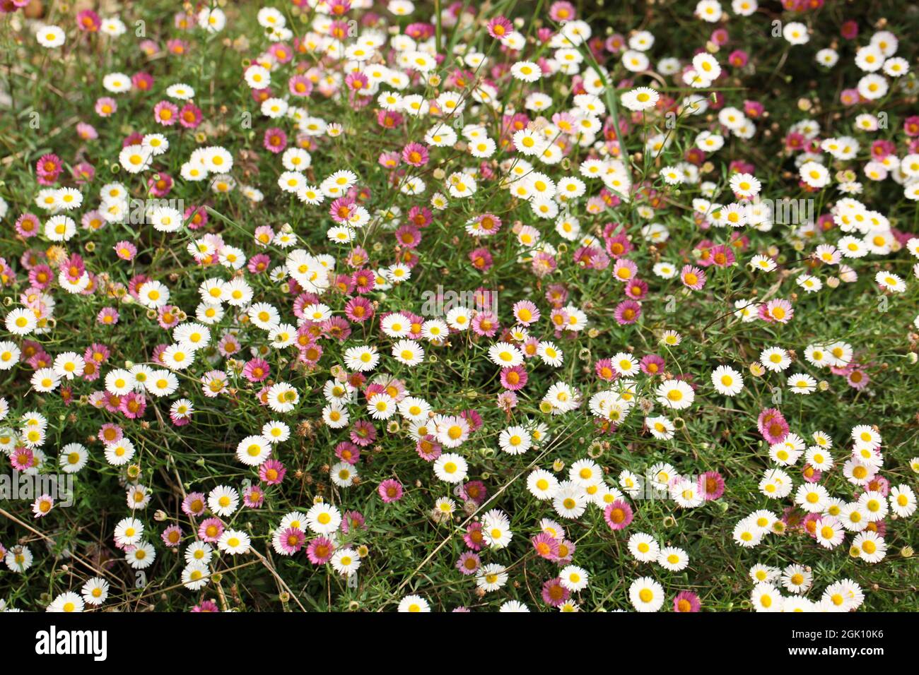 Plantlore hi-res stock photography and images - Alamy