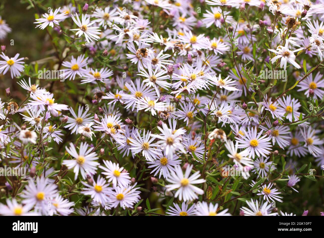 Plants flowering herbaceous perennial aster pyrenaeus hi-res stock photography and images - Alamy